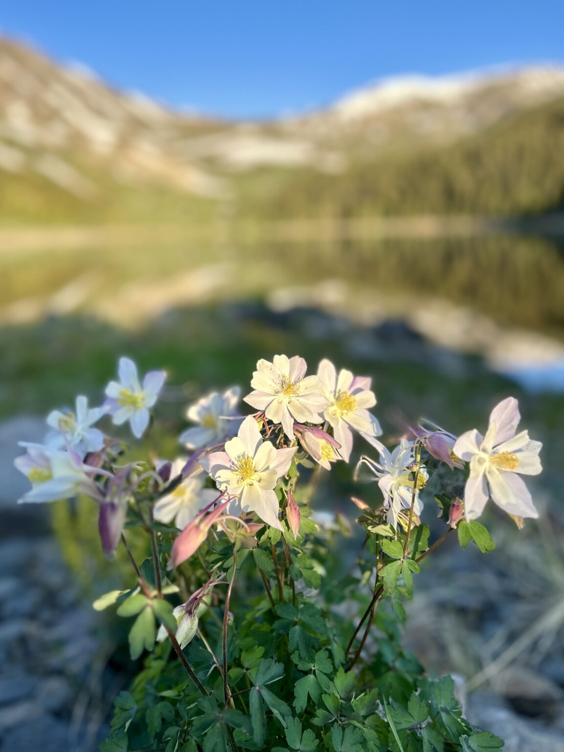 State flower with the first rays of sunshine – The Naylor Lake Club