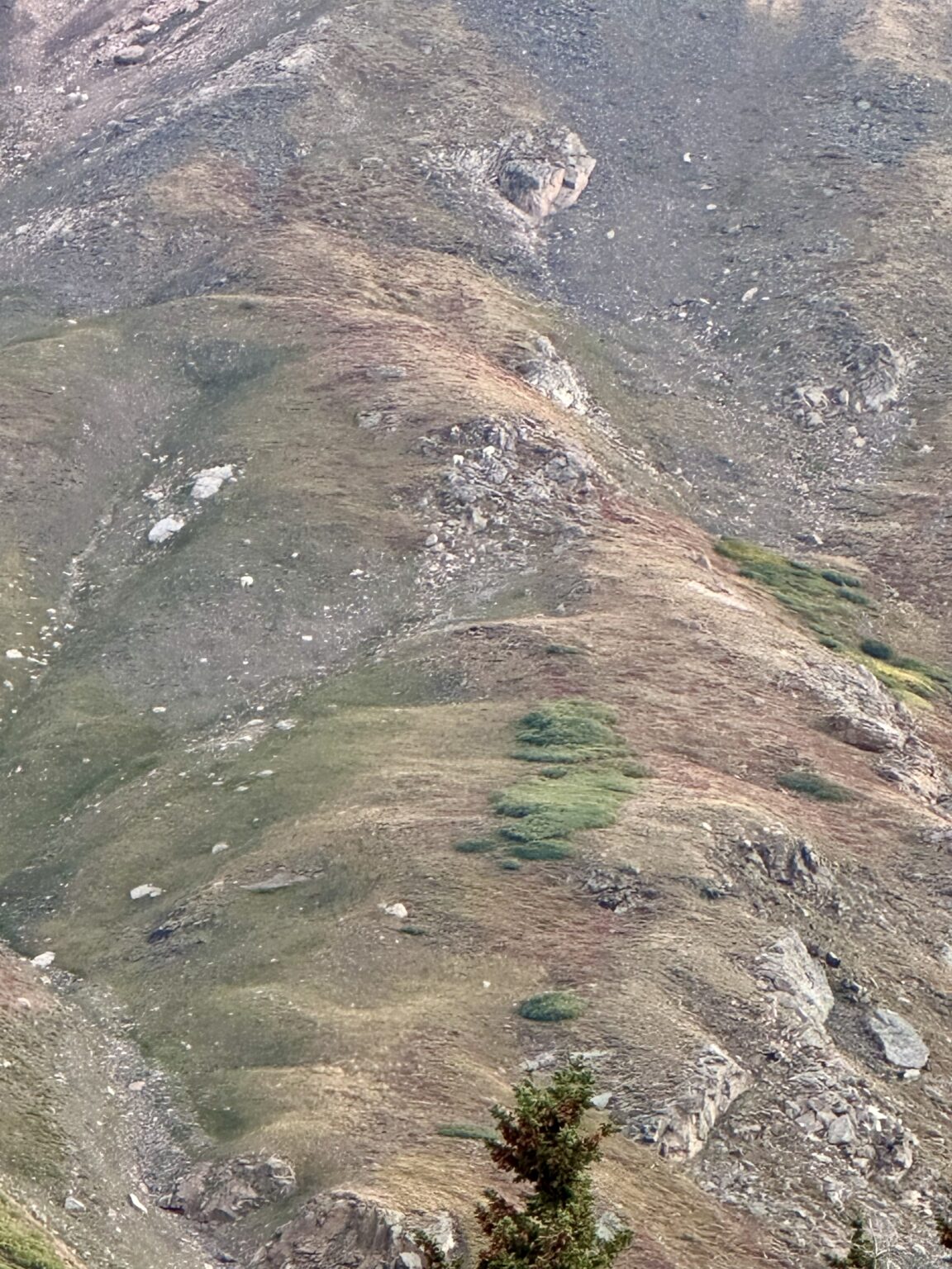 Mountain goats above naylor – The Naylor Lake Club